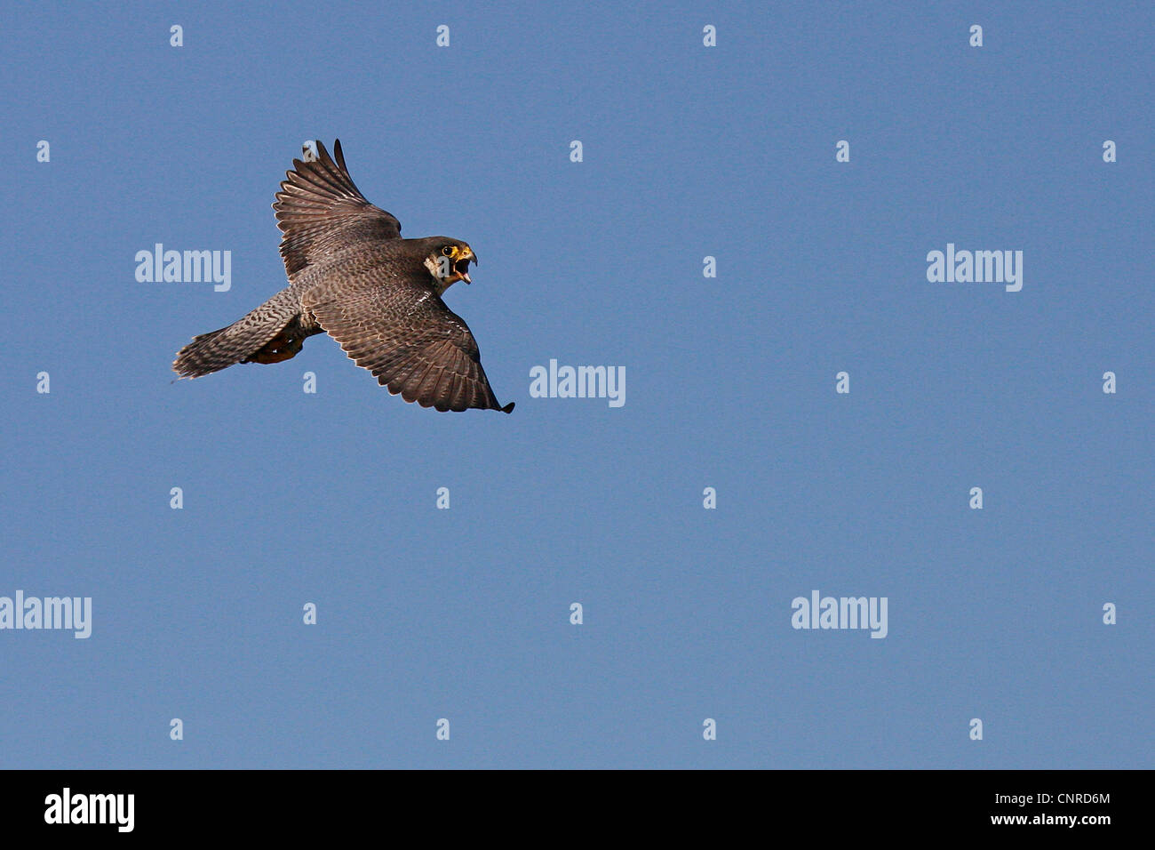peregrine falcon (Falco peregrinus), female in flight, Germany ...