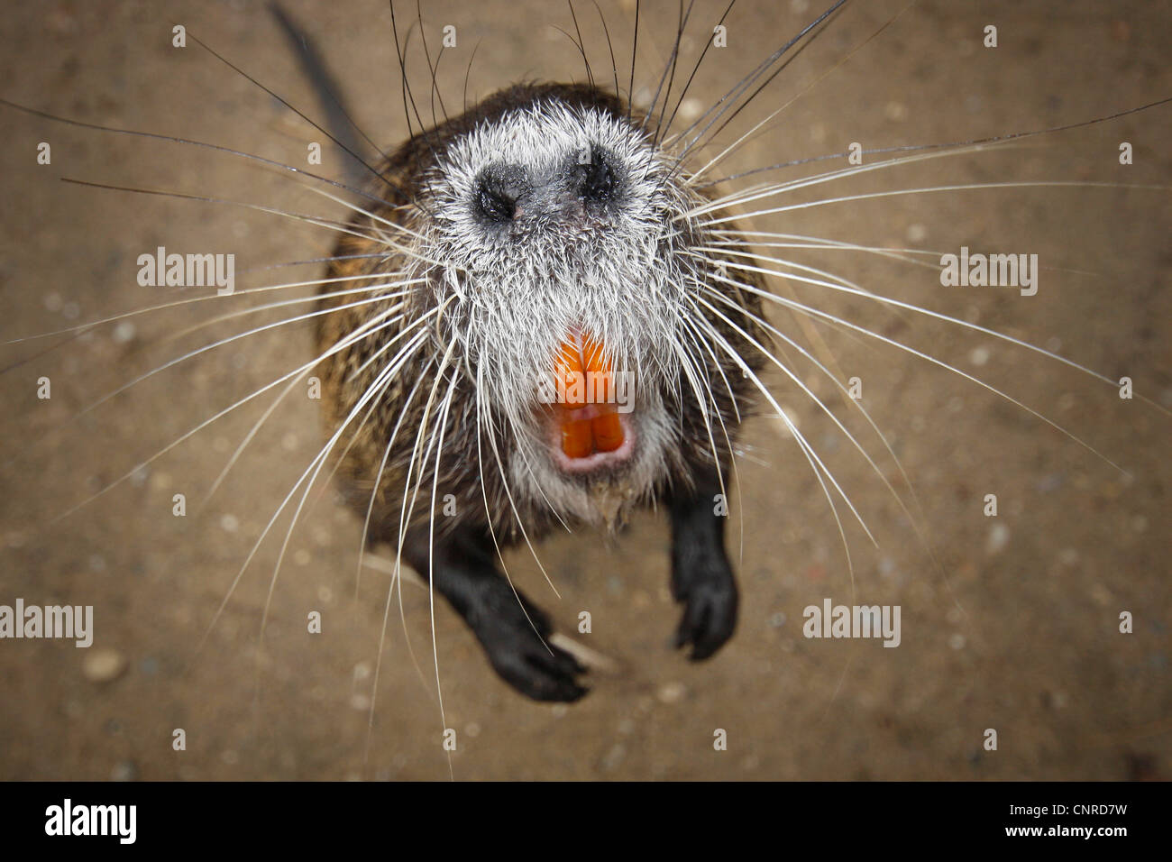 coypu, nutria (Myocastor coypus), stretching in direction to the camera ...