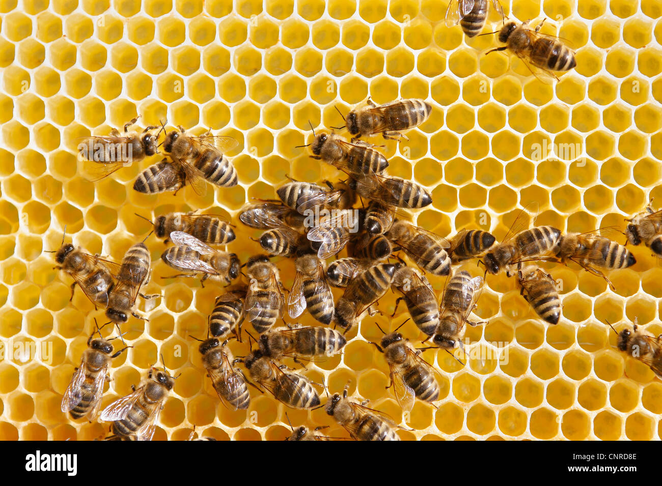 honey bee, hive bee (Apis mellifera mellifera), honeycomb with bees ...