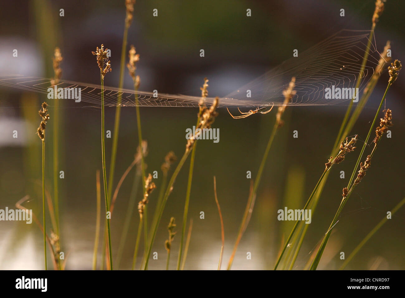 Tetragnatha spiders hi-res stock photography and images - Alamy