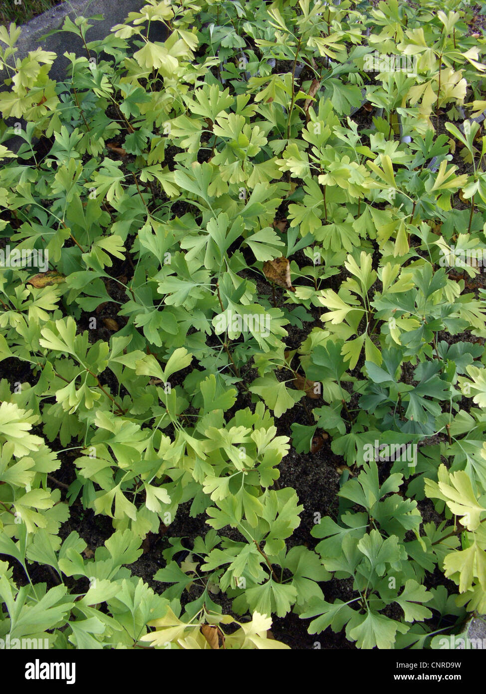 maidenhair tree, Ginkgo Tree, Gingko Tree, Ginko Tree (Ginkgo biloba ...