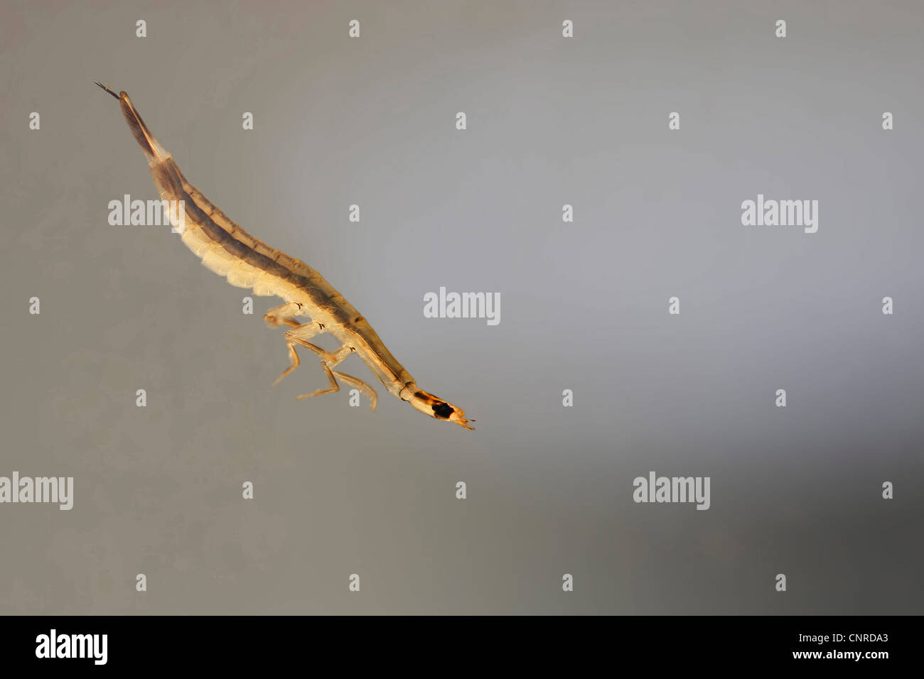 Hydrous spec., Hydrophilus spec. (Hydrous spec., Hydrophilus spec ...