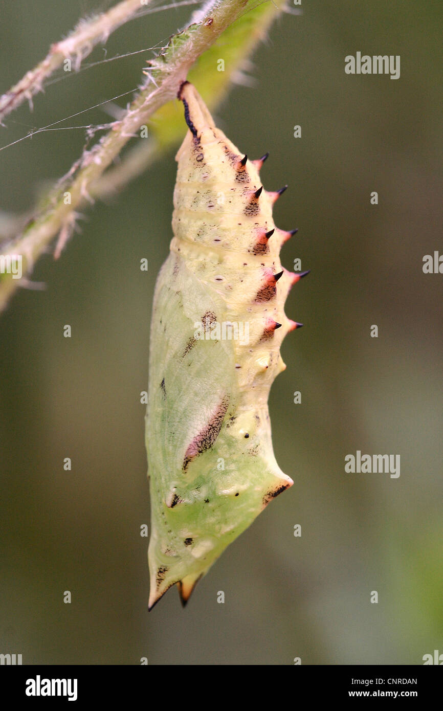 peacock moth, peacock (Inachis io, Nymphalis io), pupa stage at stem ...