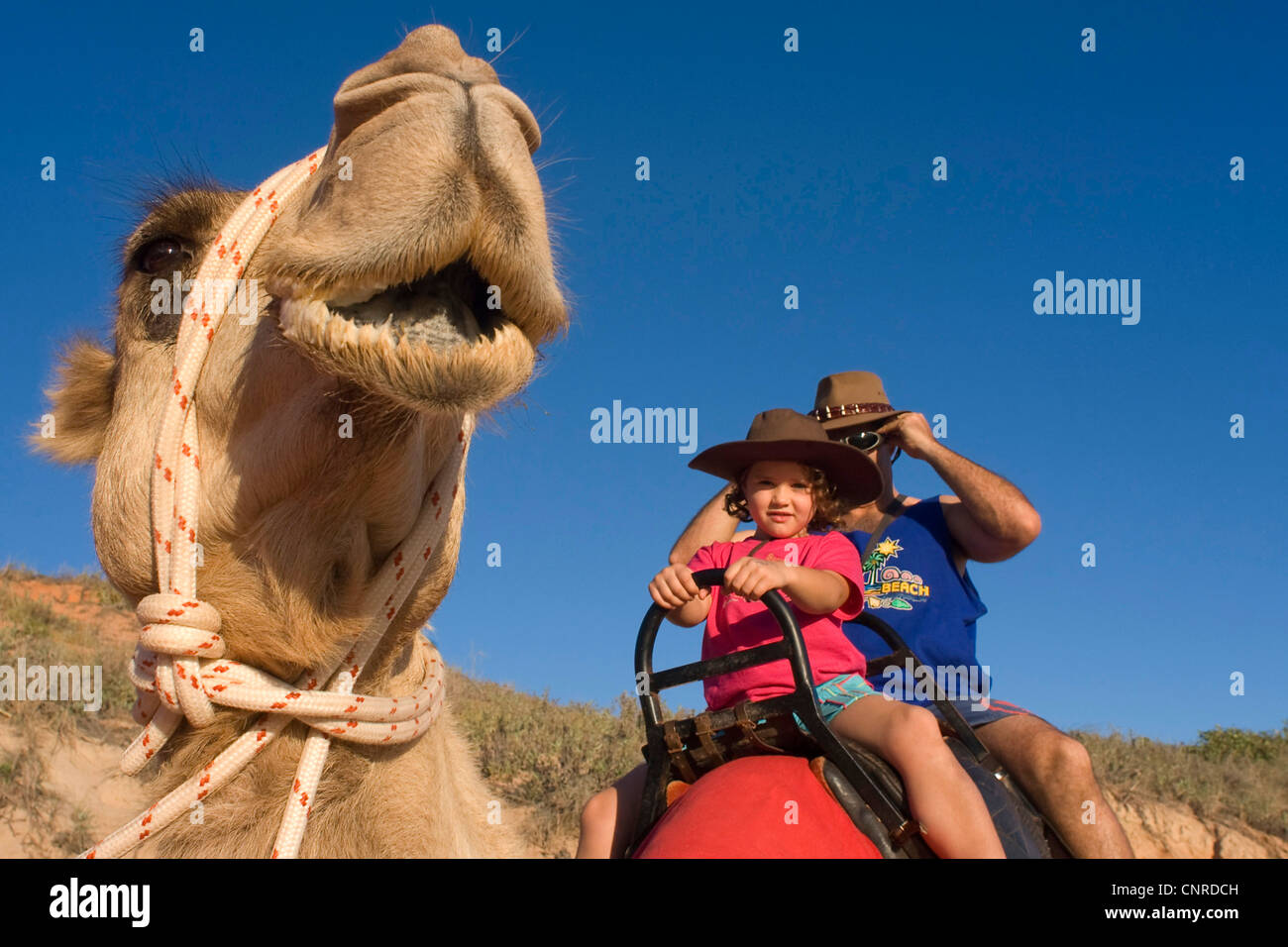 camel ride, Australia, Western Australia, Kimberley, Broome Stock Photo ...