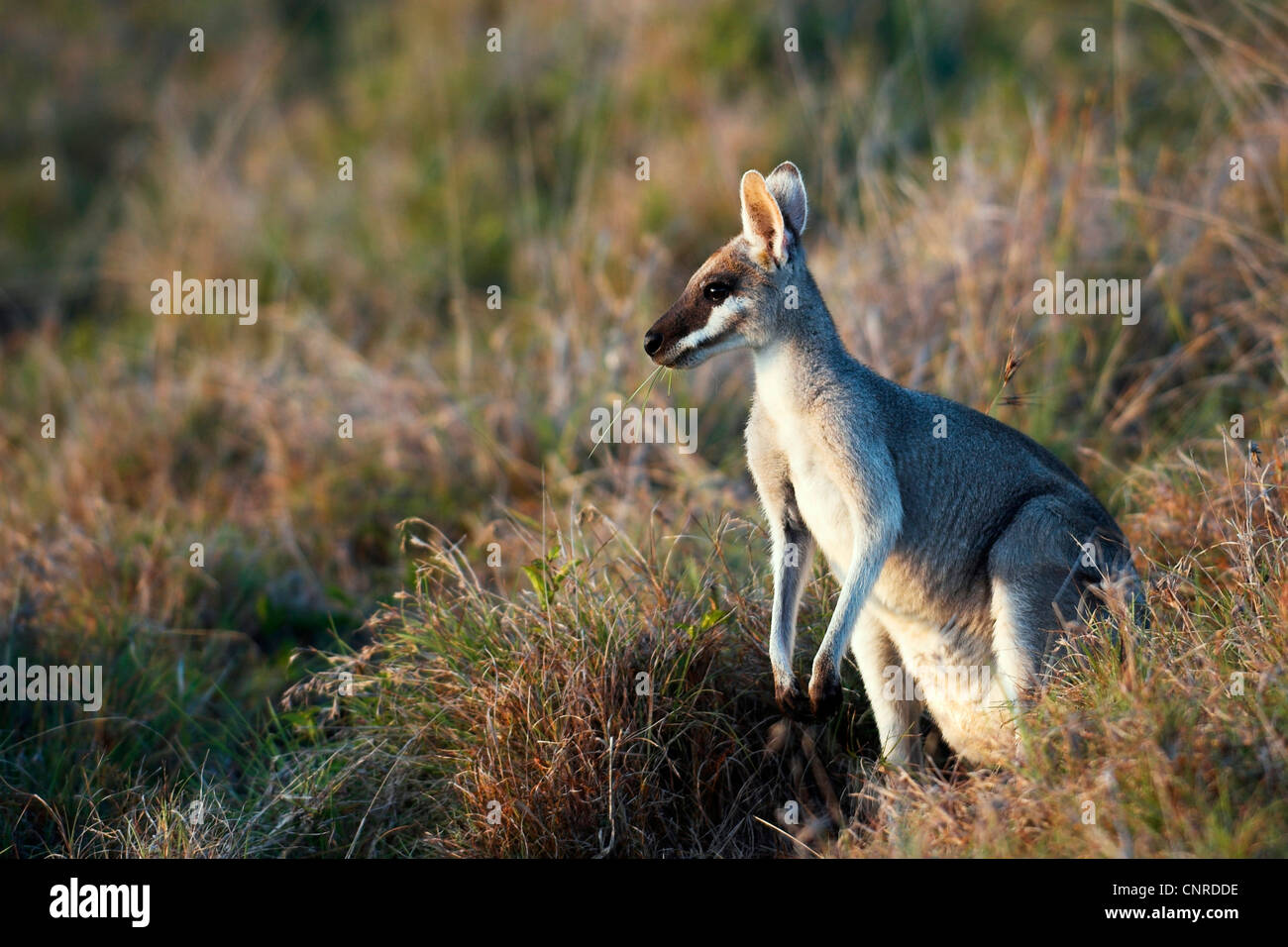 Pretty face wallabies hi-res stock photography and images - Alamy
