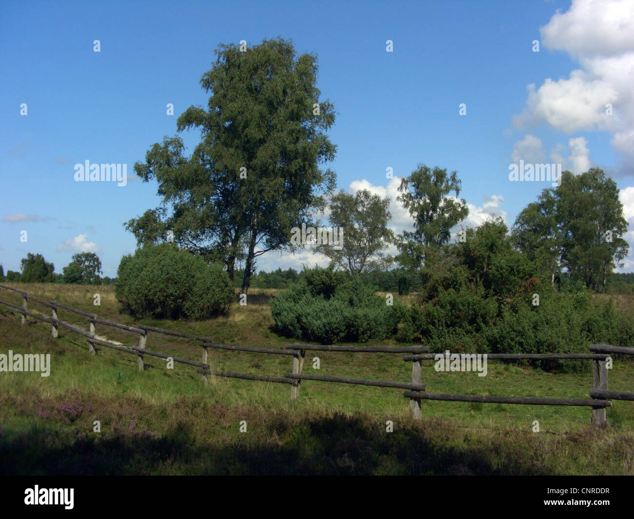 common juniper, ground juniper (Juniperus communis), juniper shrub and ...
