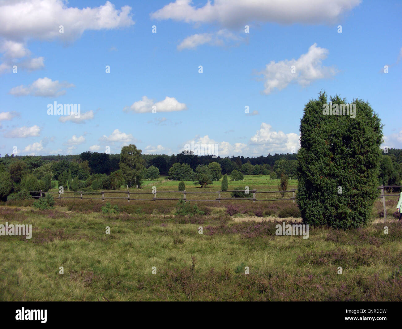 Juniper moorland hi-res stock photography and images - Alamy