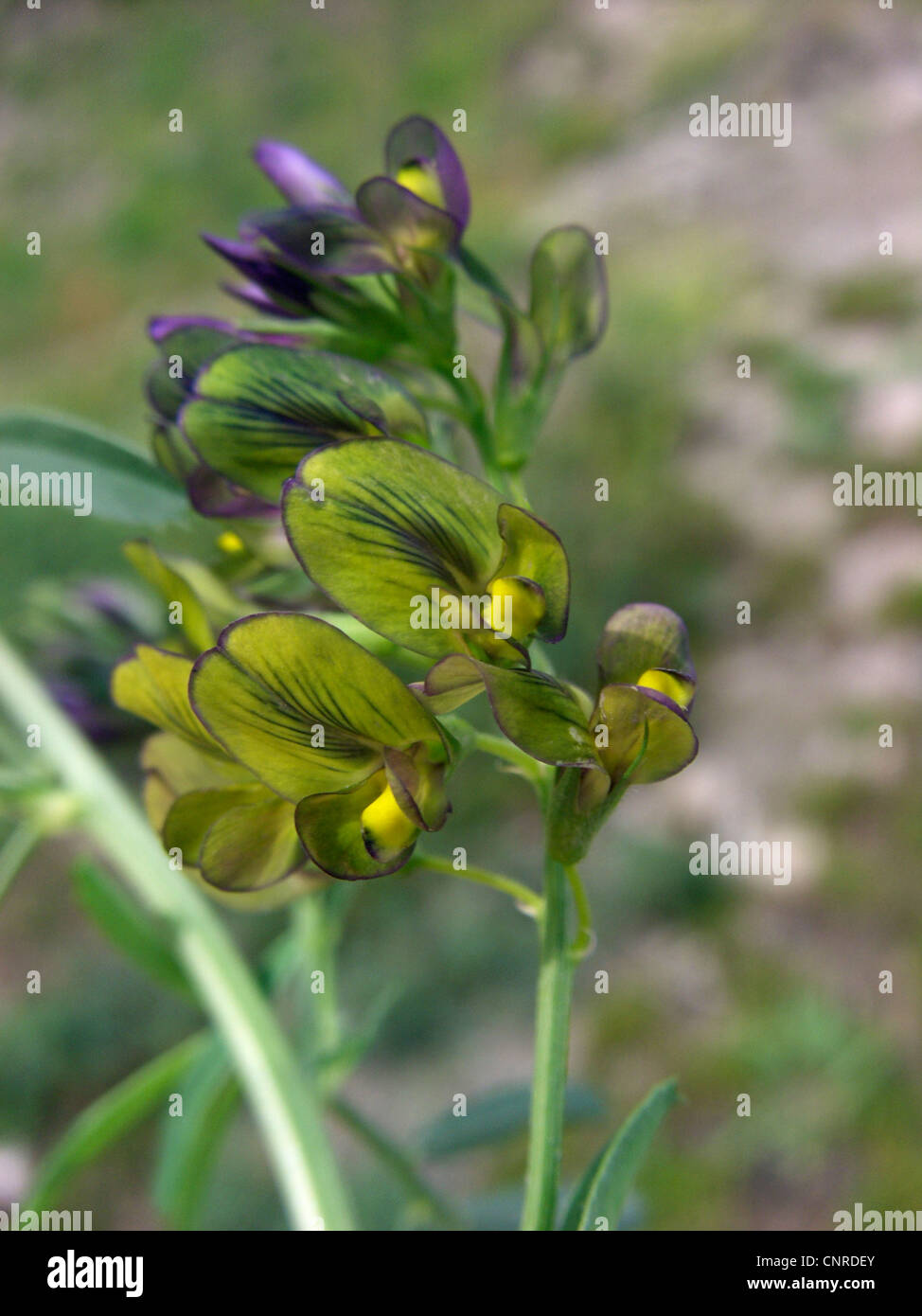 Medicago x varia (Medicago x varia), hybrid, color of flowers of both ...