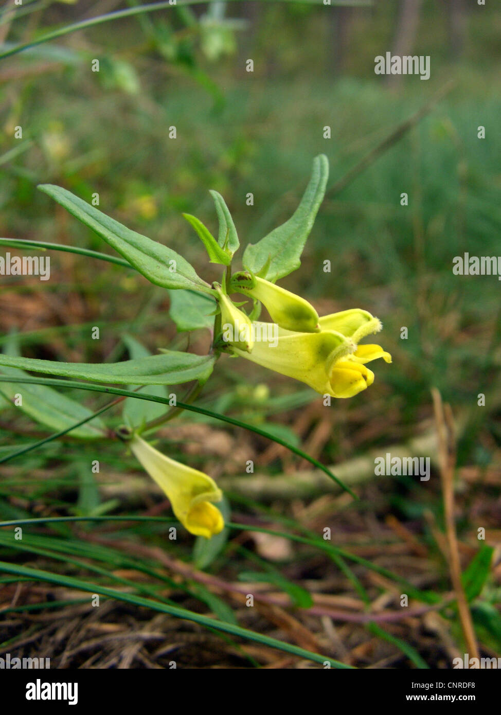 common cow-wheat (Melampyrum pratense), blooming, Germany, Saxony ...