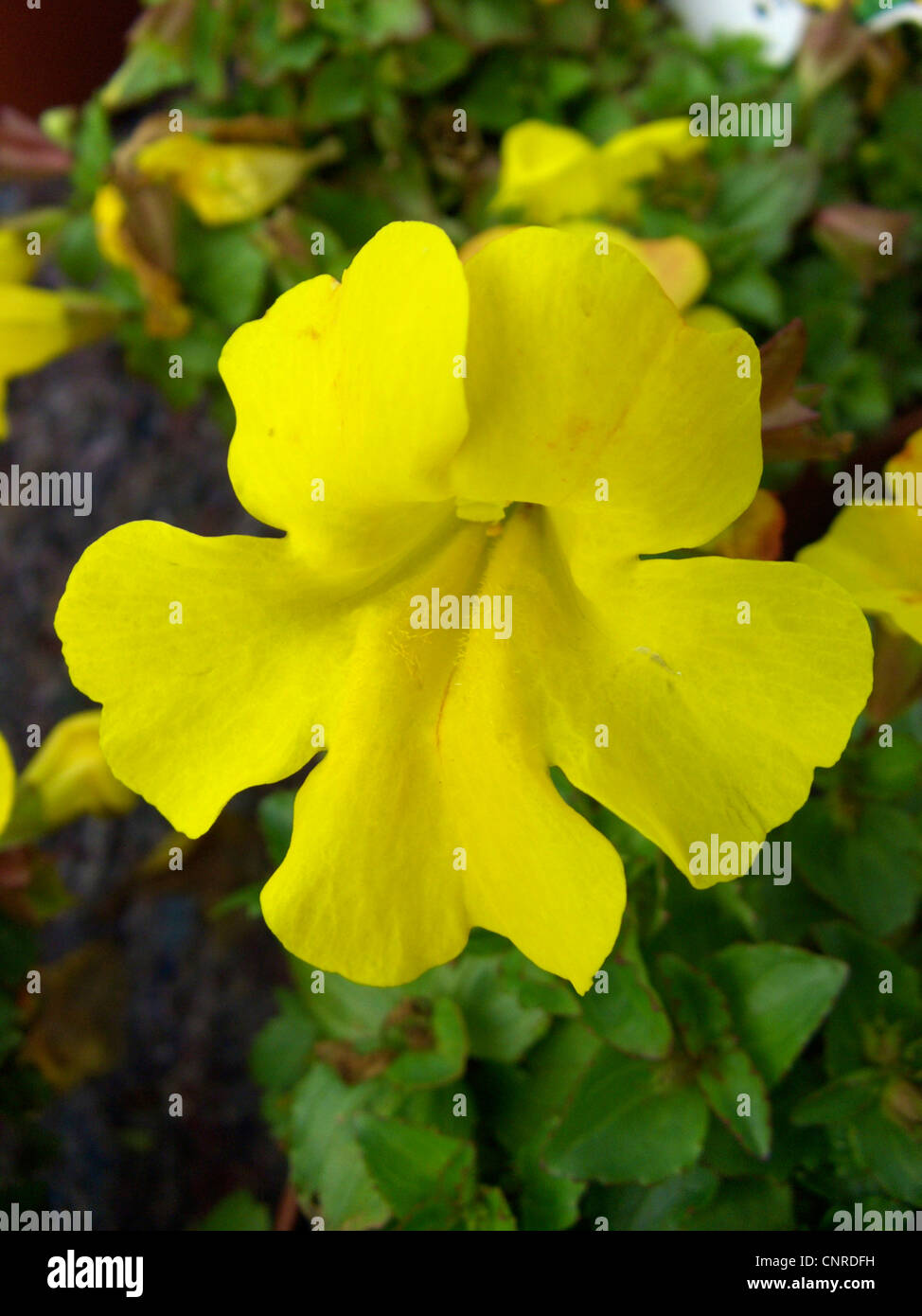 monkey flower (Mimulus-Hybride), flower Stock Photo - Alamy