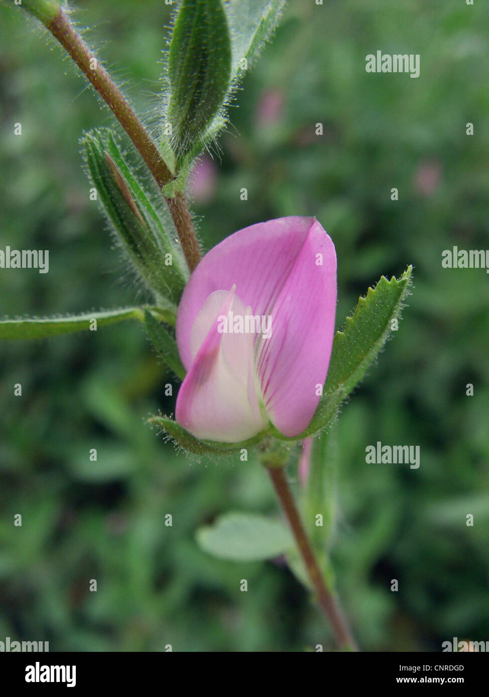 common restharrow (Ononis repens, Ononis spinosa agg.), flower, Germany ...