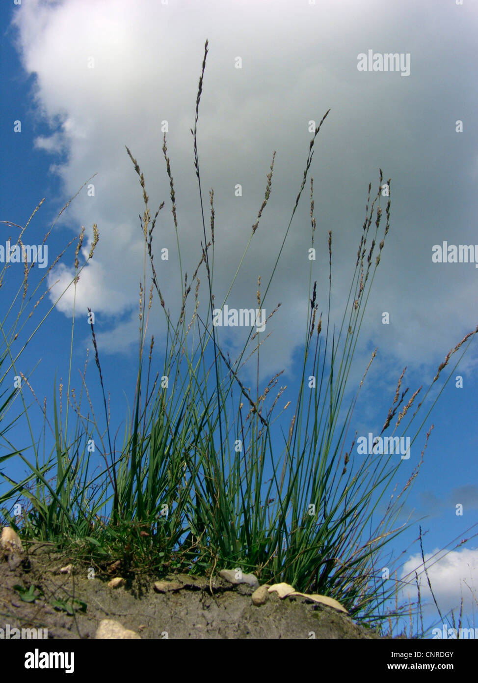 purple moor-grass (Molinia caerulea), blooming, Germany, Lower Saxony ...