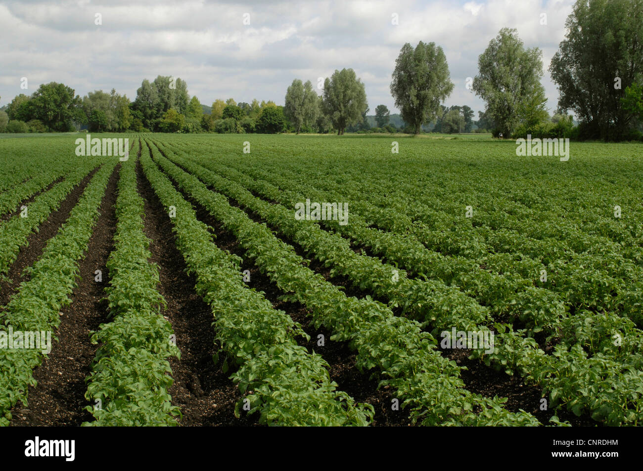 potato (Solanum tuberosum), field, Germany, Bavaria Stock Photo - Alamy