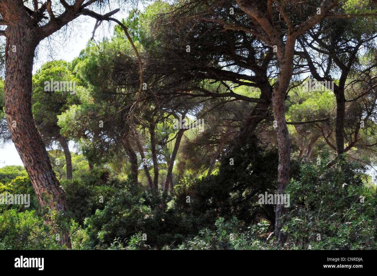 Umbrella pine (pinus pinea) hi-res stock photography and images - Alamy