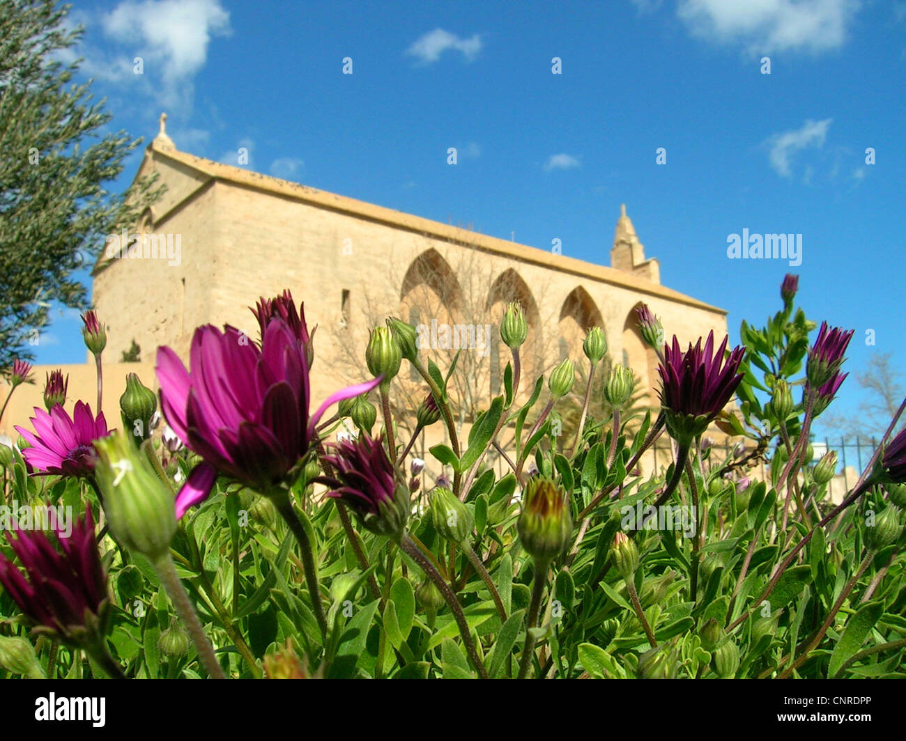 African Daisy, Lavender African Daisy, Norlindh freeway daisy ...