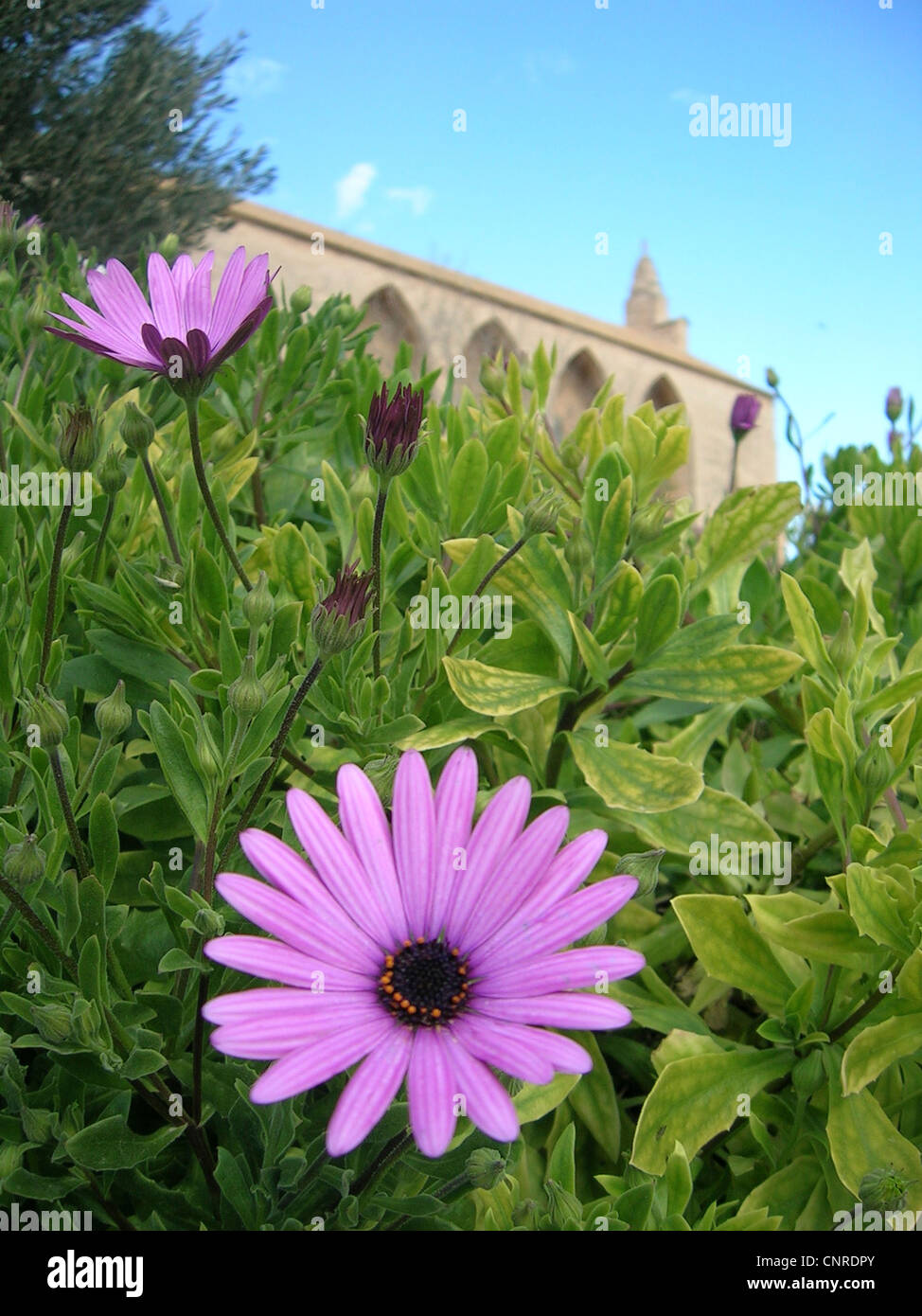 African Daisy, Lavender African Daisy, Norlindh freeway daisy ...