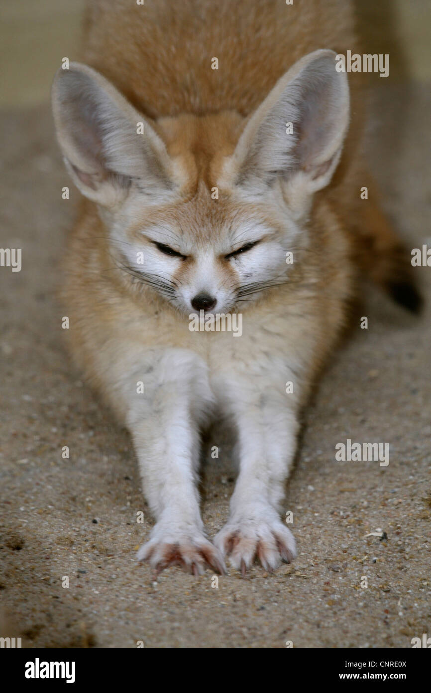 fennec fox (Fennecus zerda, Vulpes zerda), stretching in direction to ...