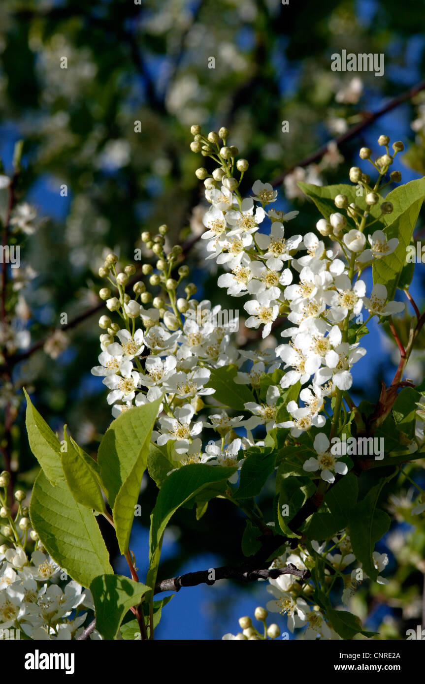 P avium hi-res stock photography and images - Alamy