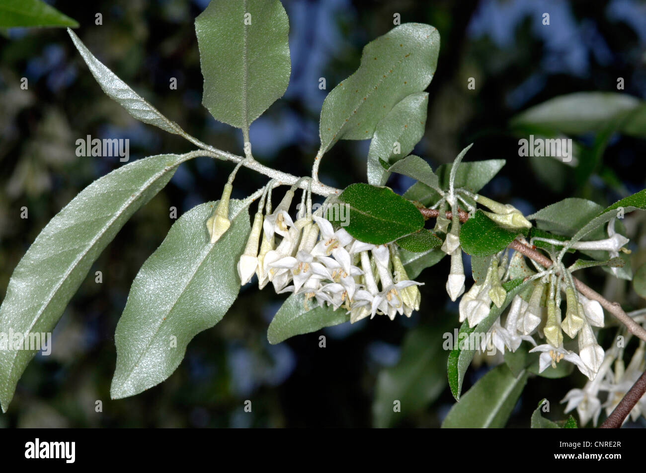 Elaeagnus umbellata hi-res stock photography and images - Alamy