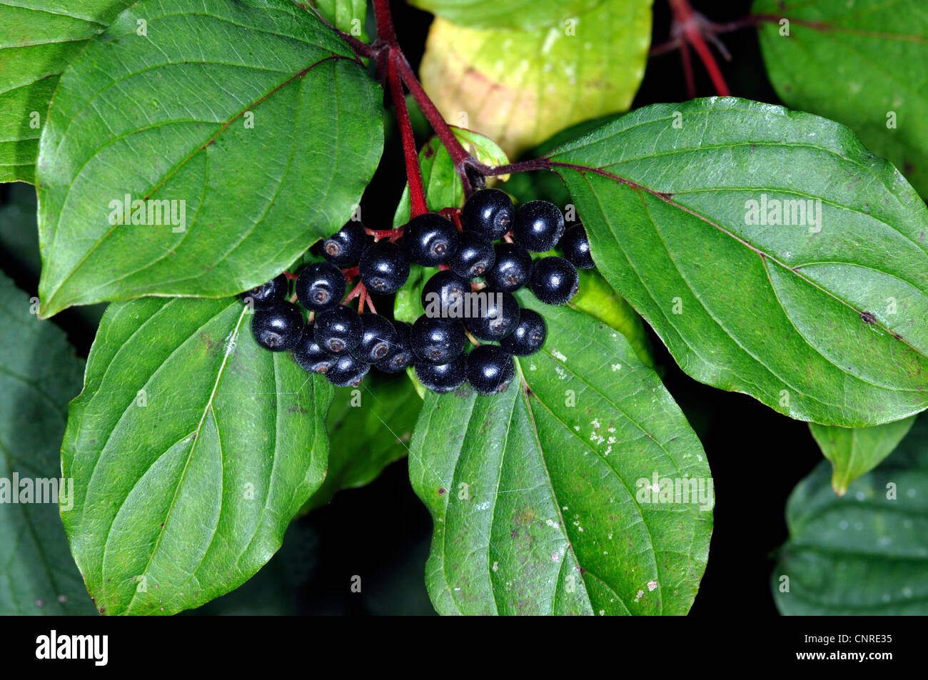 dogwood, dogberry (Cornus sanguinea), infructescence, Germany, Bavaria ...