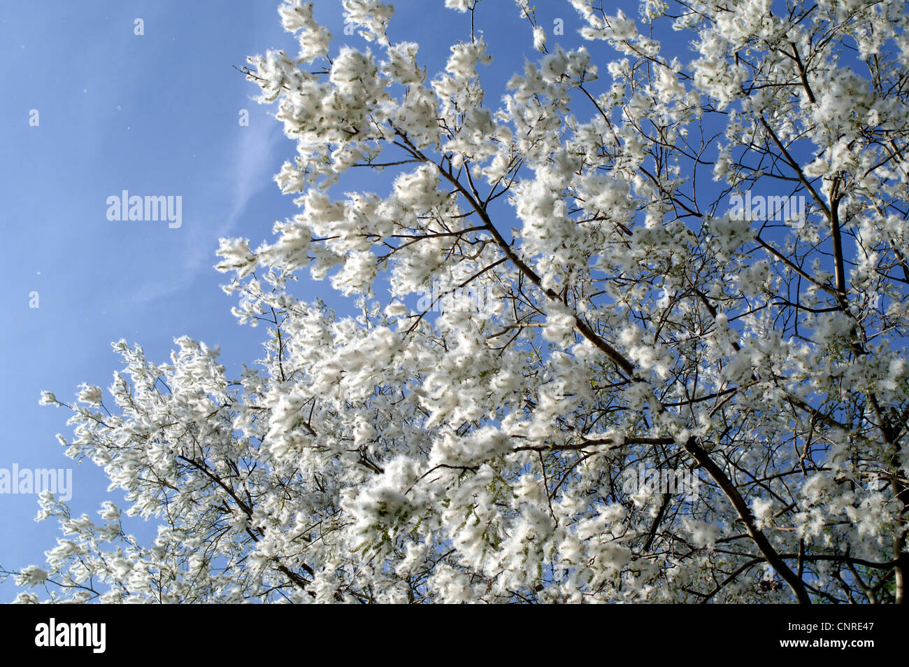White Poplar Tree Flowers White Poplar | NVBT