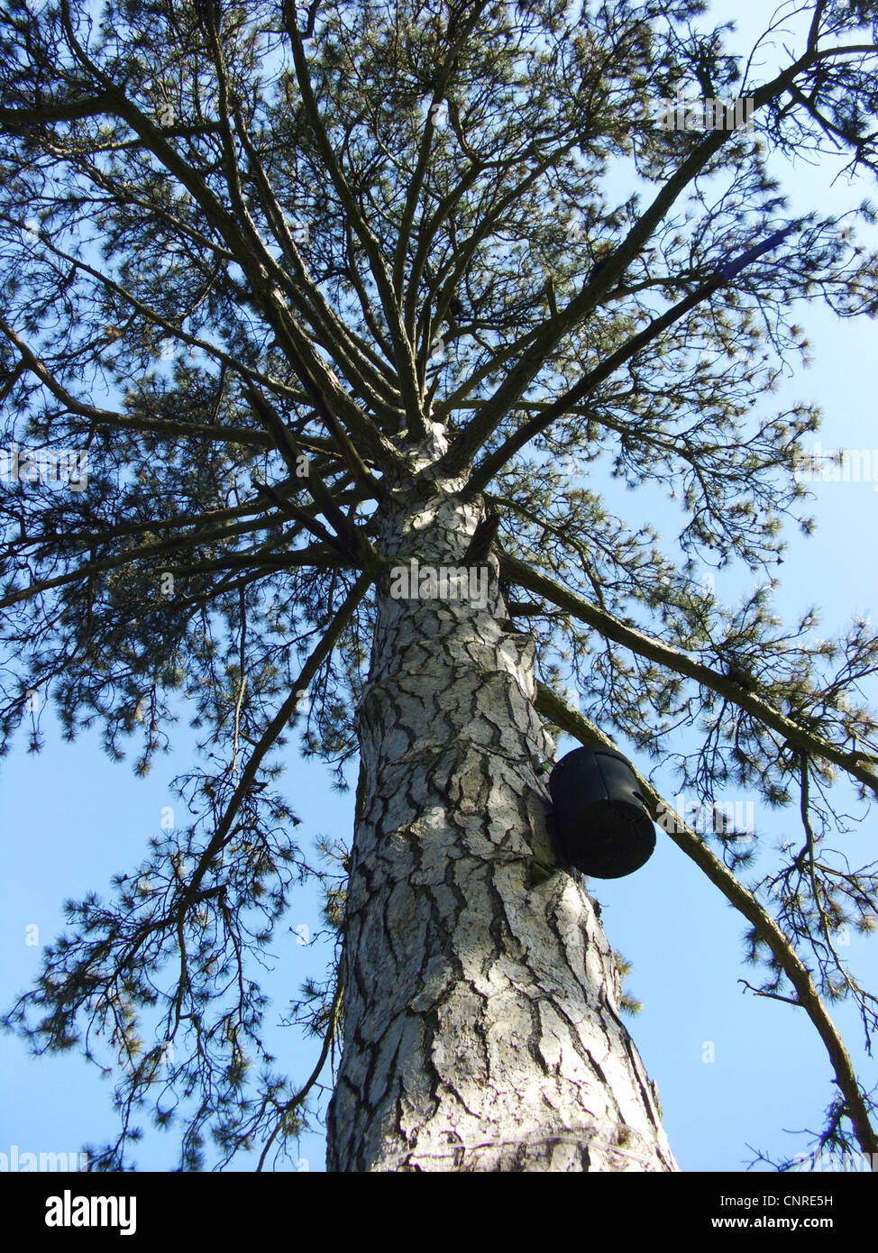 European black pine, Austrian pine, Black Pine, Corsican Pine (Pinus ...