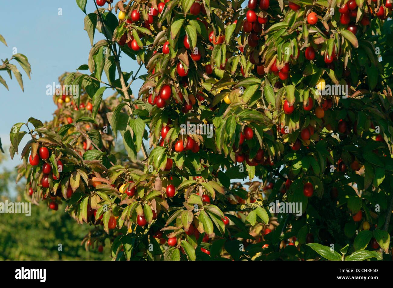 cornelian cherry wood (Cornus mas), fruiting bush, Germany, Bavaria ...