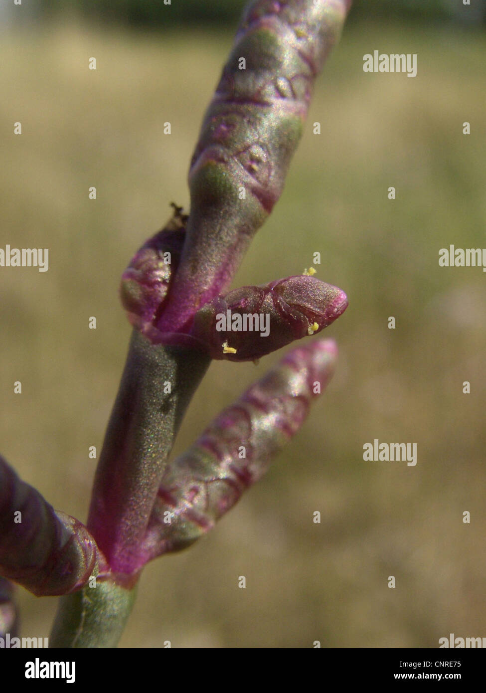 common glasswort (Salicornia ramosissima, Salicornia europaea agg ...