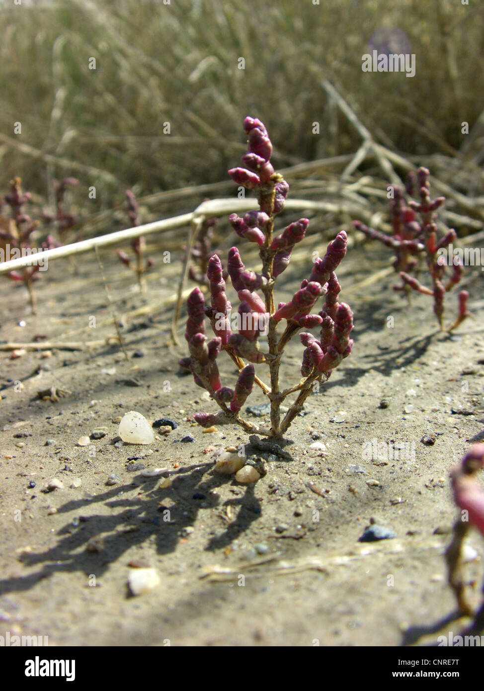 common glasswort (Salicornia ramosissima, Salicornia europaea agg ...