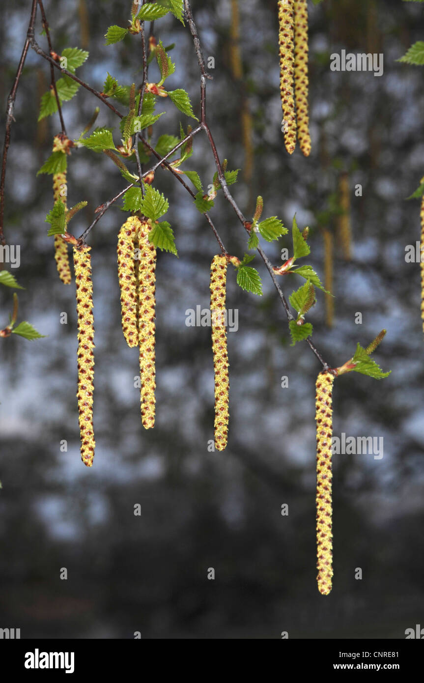 Disease birch hi-res stock photography and images - Alamy