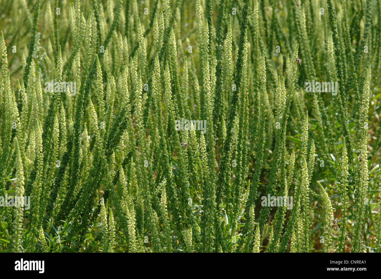 yellow mignonette, wild mignonette (Reseda lutea), habit, Germany Stock ...