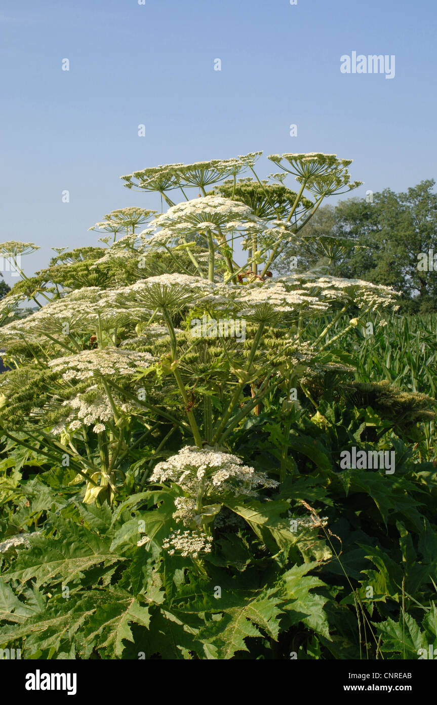 Giant hogweed reaction hi-res stock photography and images - Alamy
