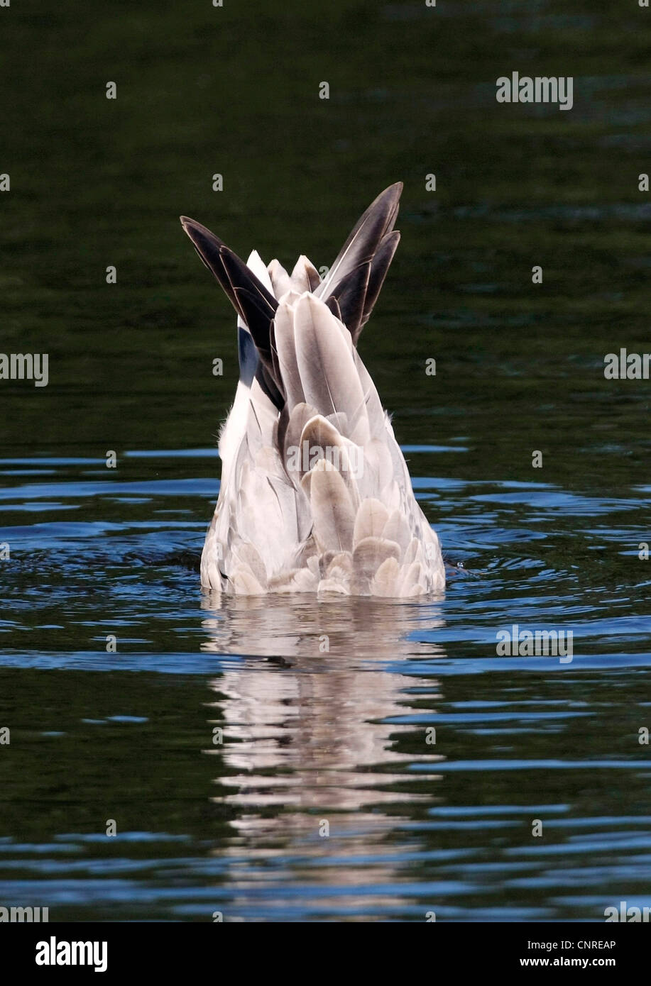 Diving images hi-res stock photography and images - Alamy