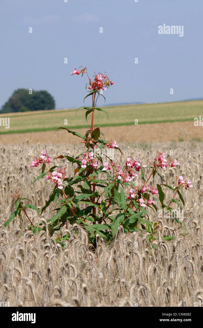 Himalayan balsam, Indian balsam, red jewelweed, ornamental jewelweed ...