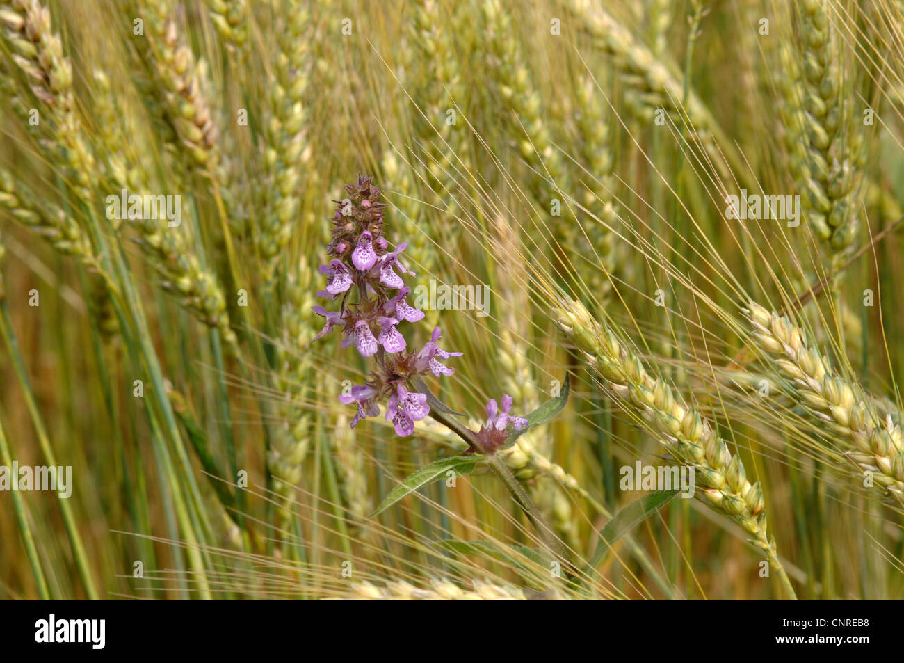 marsh betony, marsh woundwort, swamp hedge-nettle, marsh hedge-nettle ...