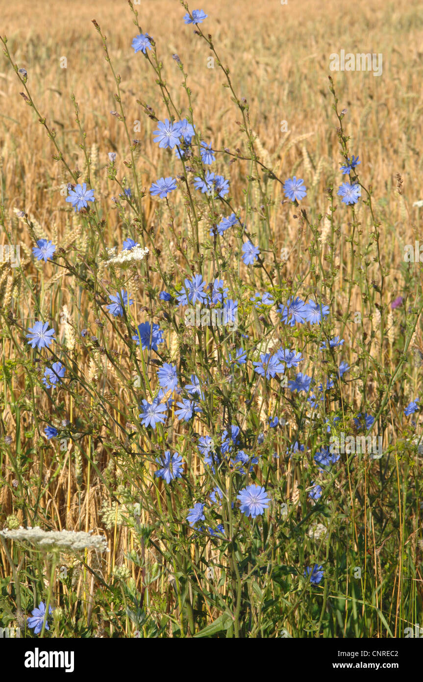 blue sailors, common chicory, wild succory (Cichorium intybus ...