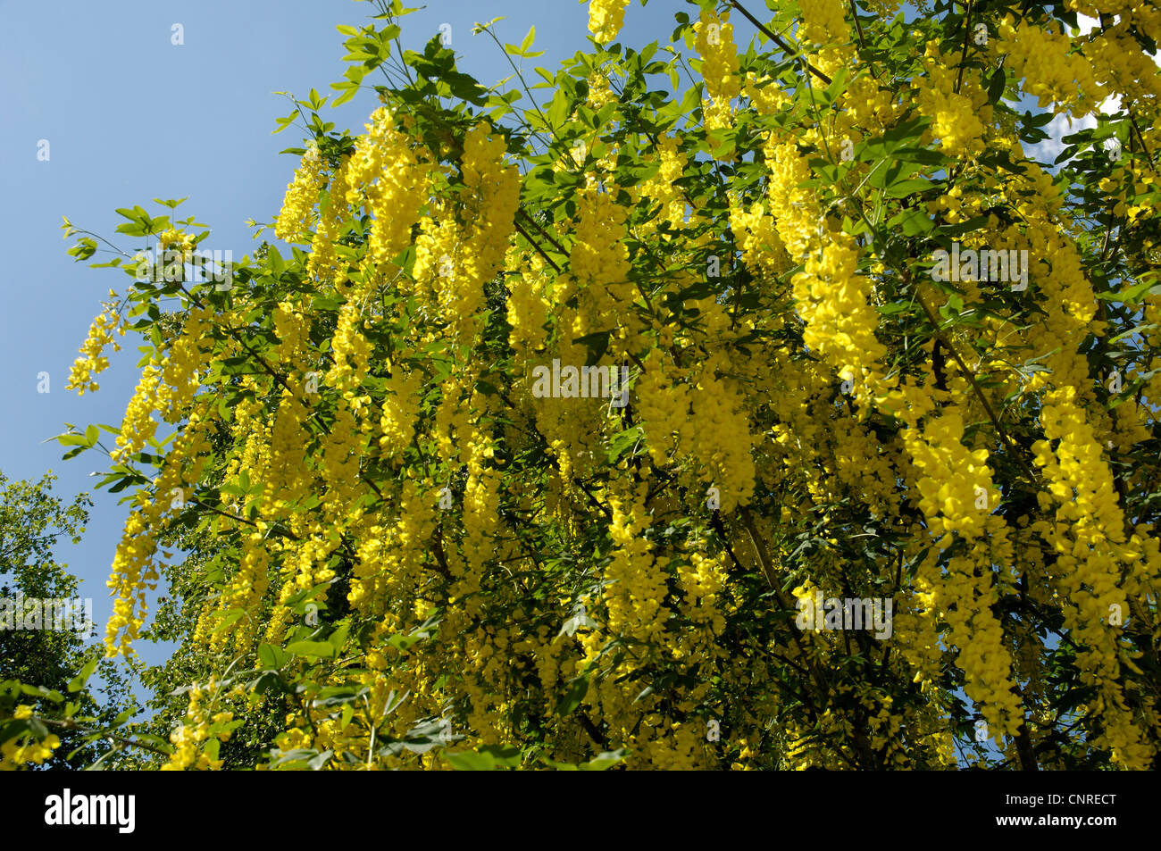 goldenchain tree (Laburnum x watereri, Laburnum watereri), blooming ...