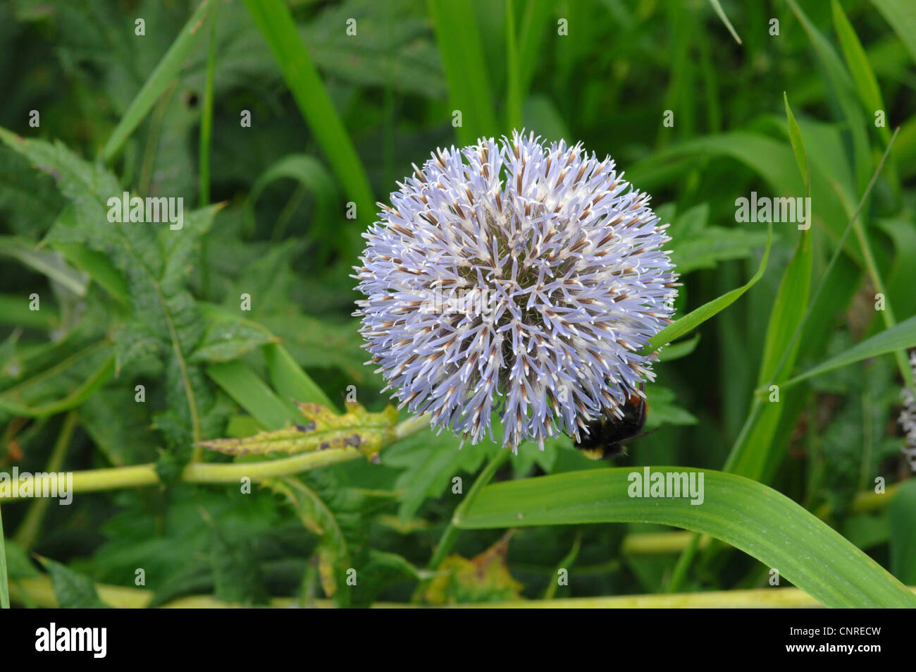 Russian thistle closeup hi-res stock photography and images - Alamy
