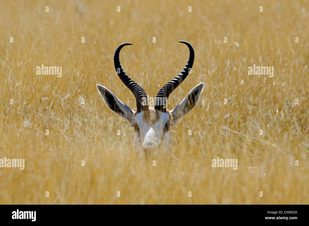 springbuck, springbok (Antidorcas marsupialis), peering out of high ...