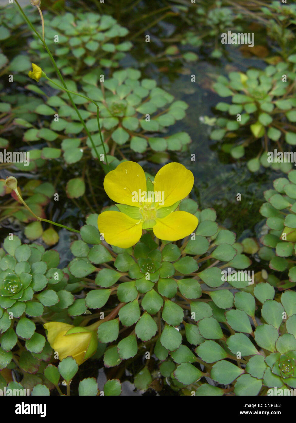 mosaic plant (Ludwigia sedoides), blooming Stock Photo - Alamy