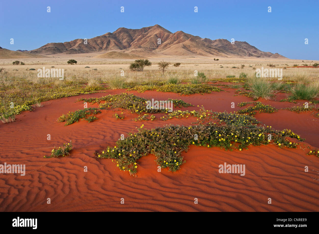 red dune in the Namib Desert, Namibia, Namib Rand Stock Photo - Alamy