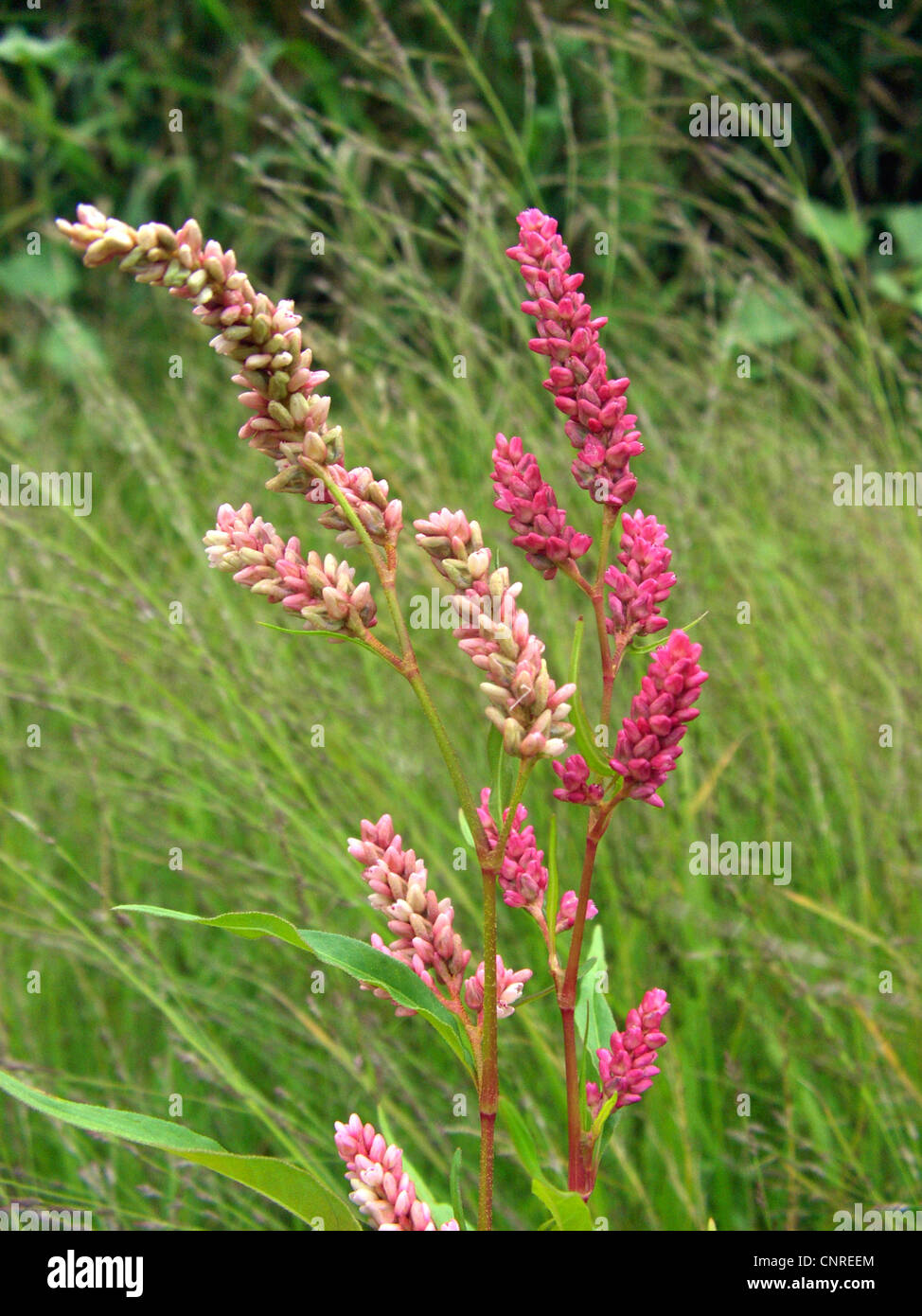 Polygonum Lapathifolium High Resolution Stock Photography and Images ...