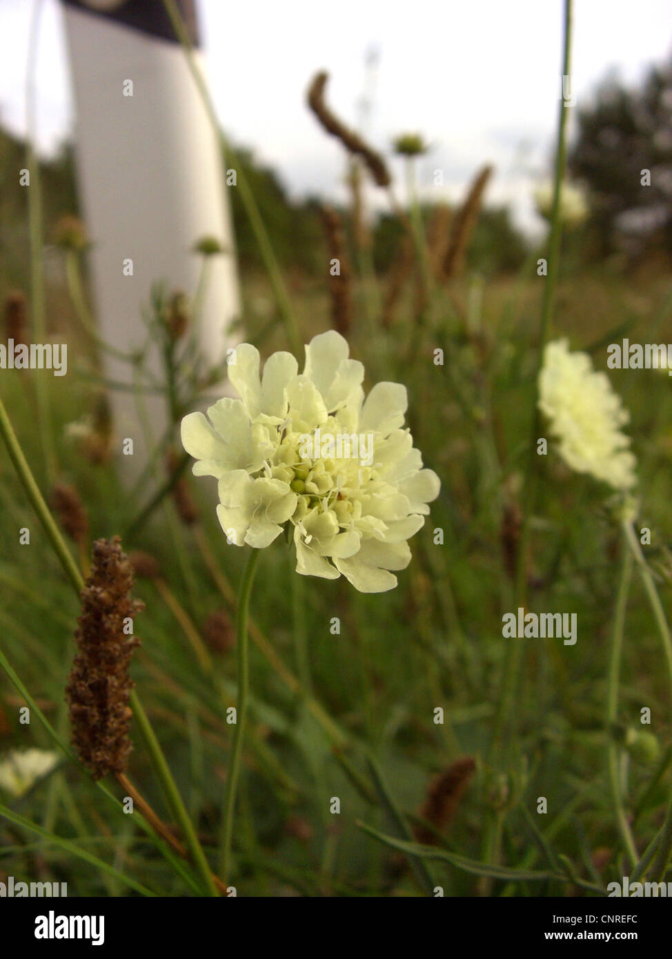 Yellow scabious scabiosa ochroleuca hi-res stock photography and images ...