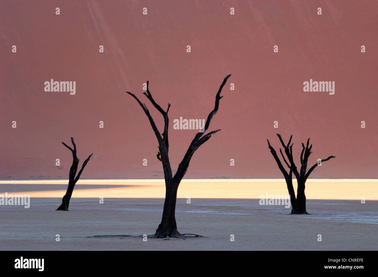 tree skeletons in the Dead Vlei, Namibia, Sossusvlei Stock Photo - Alamy