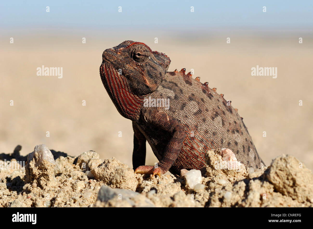 Desert chameleon, Namaqua chameleon (Chamaeleo namaquensis), in the ...