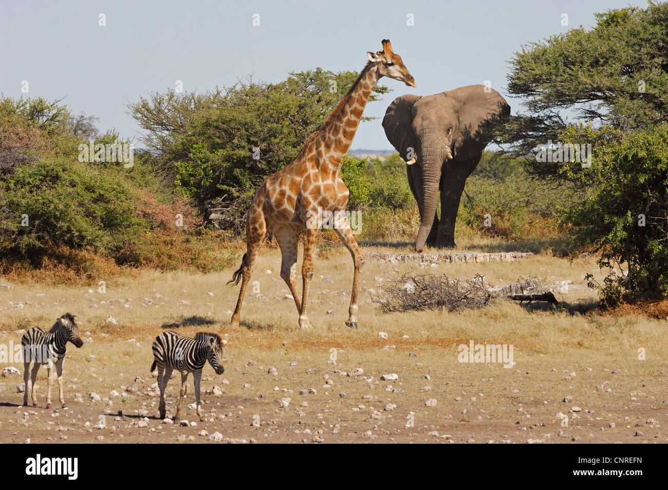 elephant, giraffe and zebras at a water hole, Namibia, Etosha NP Stock ...