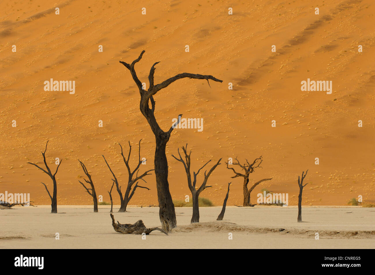 tree skeletons in the Dead Vlei, Namibia, Sossusvlei Stock Photo - Alamy