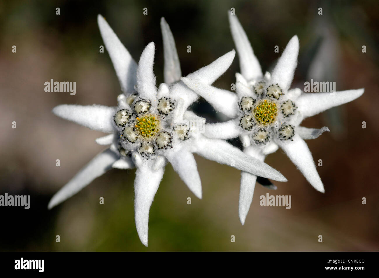 edelweiss (Leontopodium alpinum), blooming, Switzerland Stock Photo - Alamy