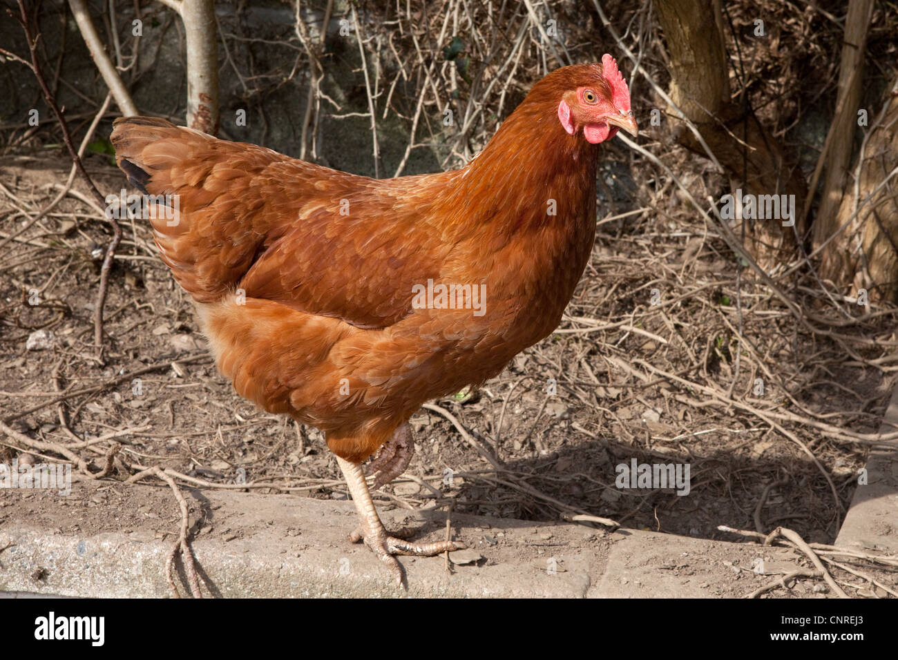 Freerange hens hi-res stock photography and images - Alamy