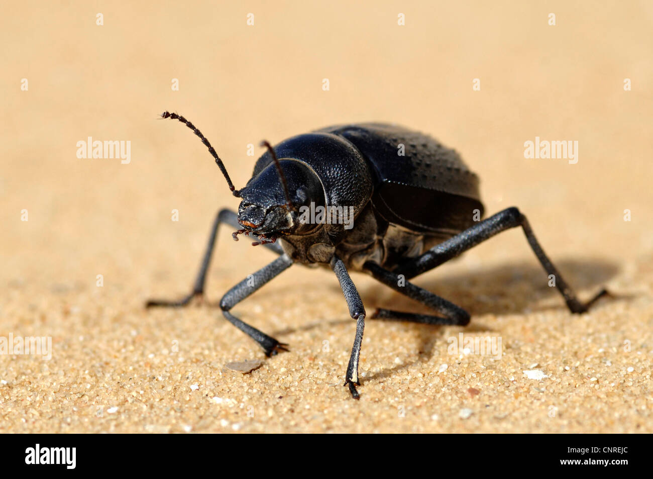 beetle walking in desert sand, Egypt, White Desert National Park Stock ...